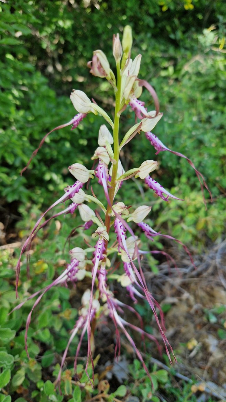 Wild orchids of Greece – Tripin Adventures