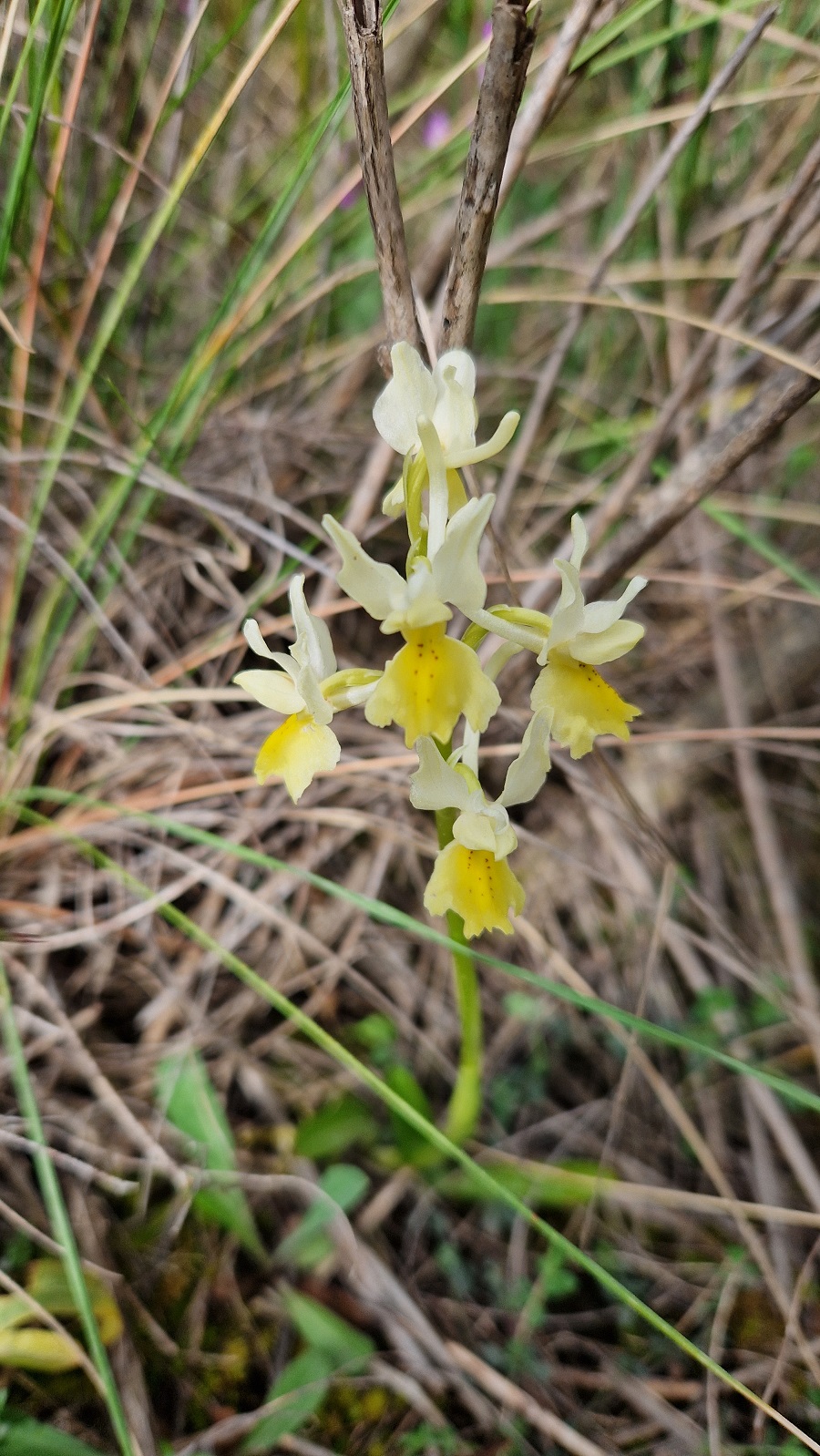 Wild orchids of Greece – Tripin Adventures